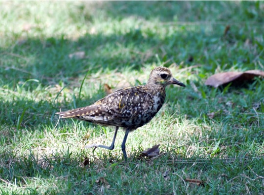 Kolea Count – A Project of the Hawaii Audubon Society