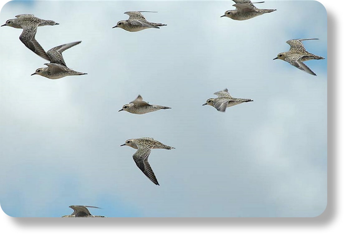 Life in Hawaii – Kolea Count