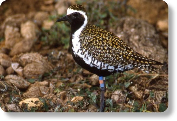 Life in Hawaii – Kolea Count