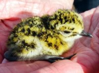 Kolea Count – A Project of the Hawaii Audubon Society