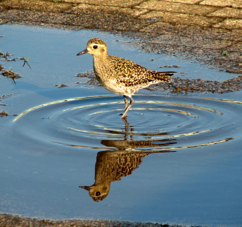 Kolea Count – A Project of the Hawaii Audubon Society