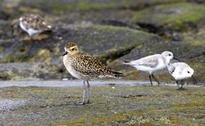 Kolea Count – A Project of the Hawaii Audubon Society