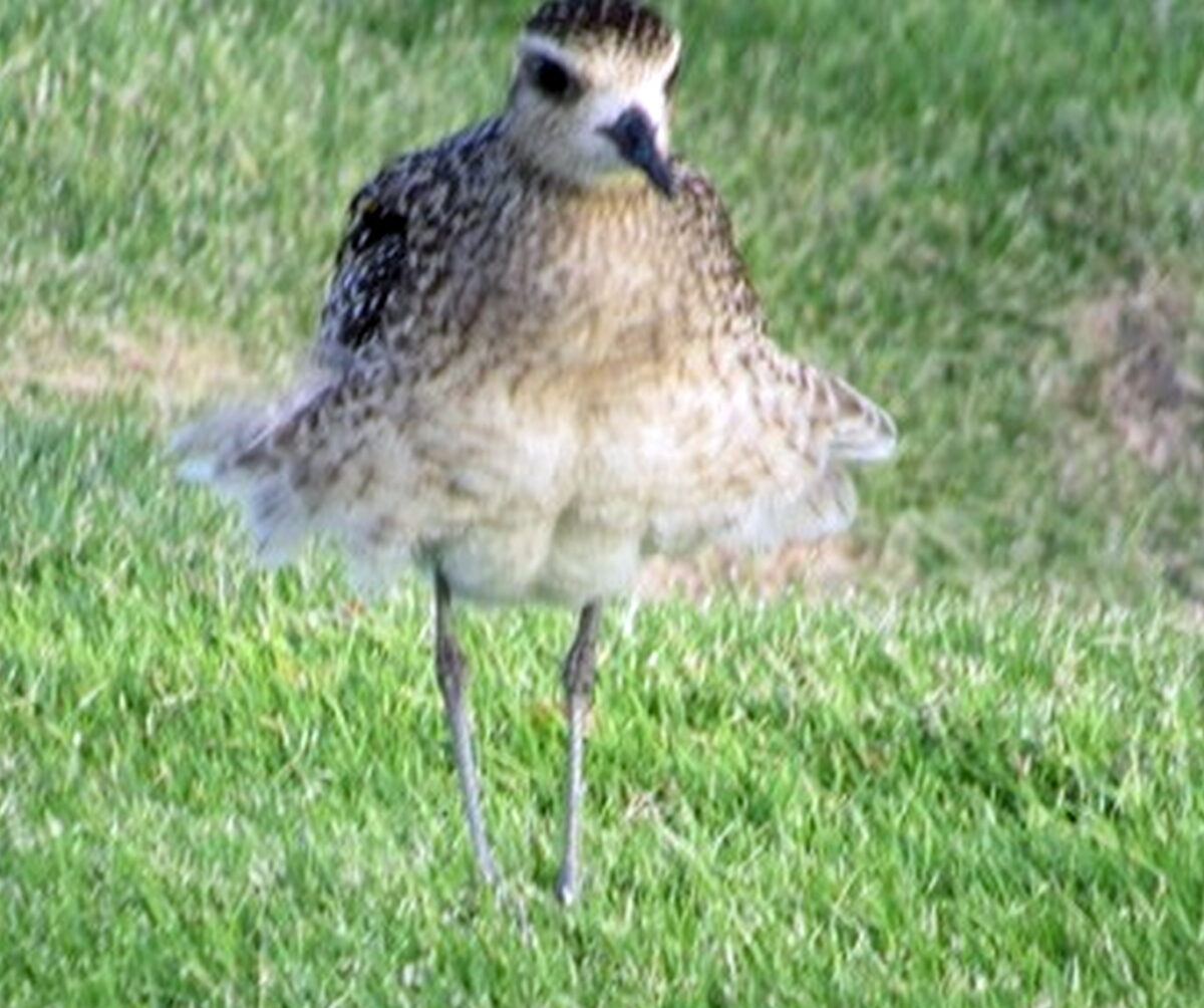 Farewell and fair winds, dear kolea – Kolea Count