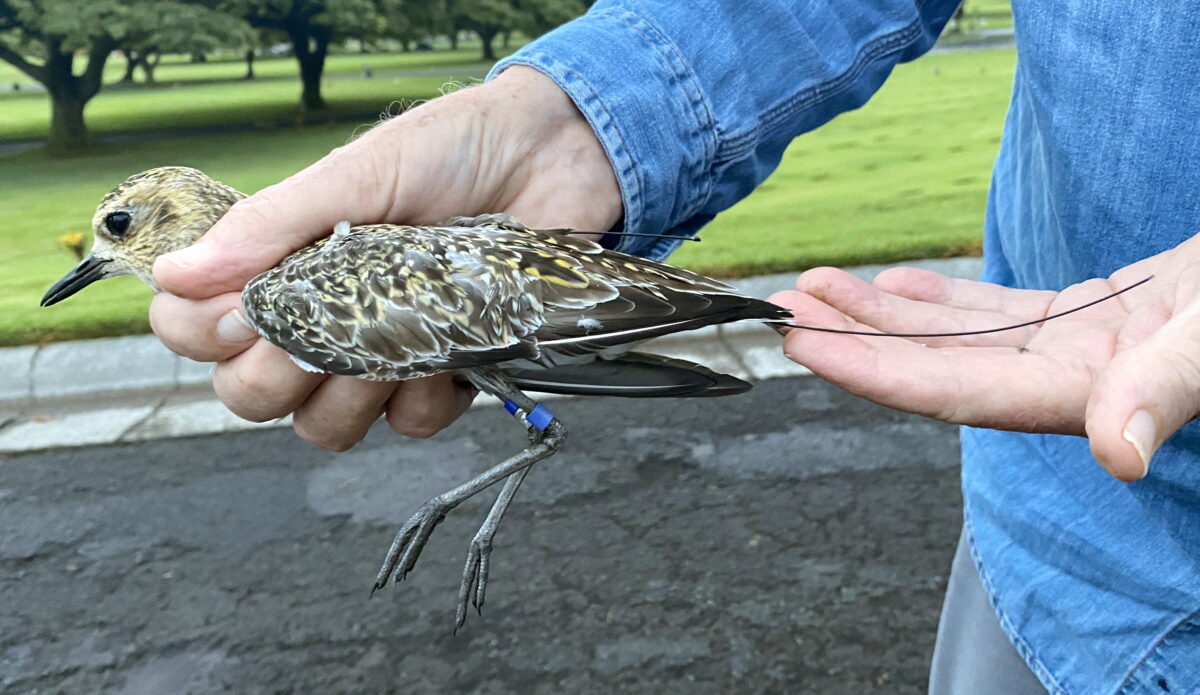 A bird in the hand, and band through a lens – Kolea Count