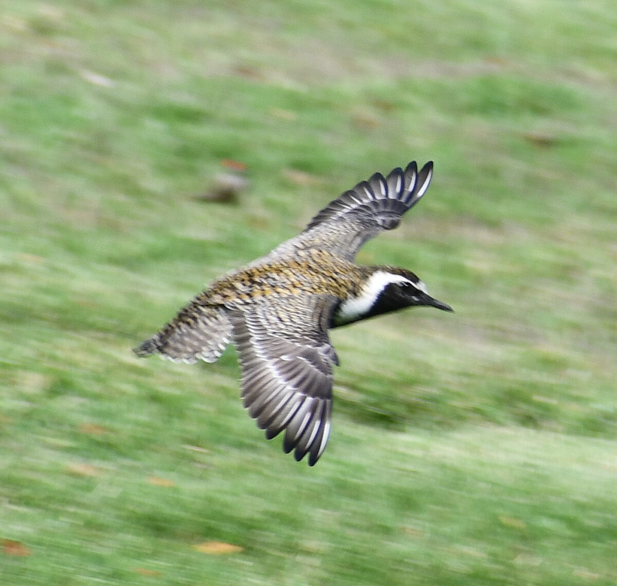 Kolea Count – A Project of the Hawaii Audubon Society