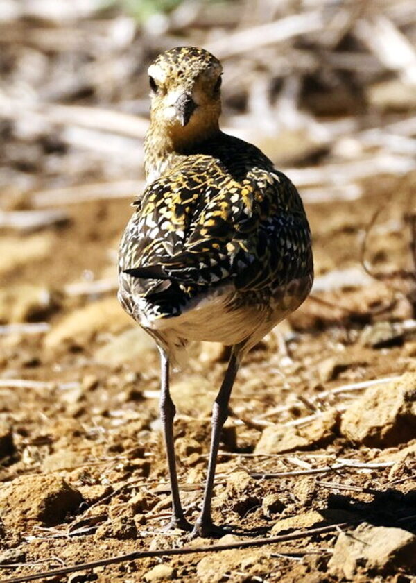Kolea Count – A Project of the Hawaii Audubon Society
